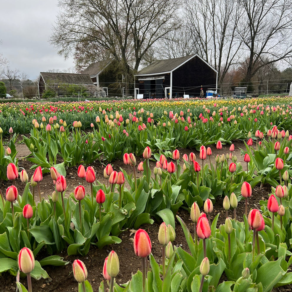 CSA Spring Flower Share – Cross Street Flower Farm