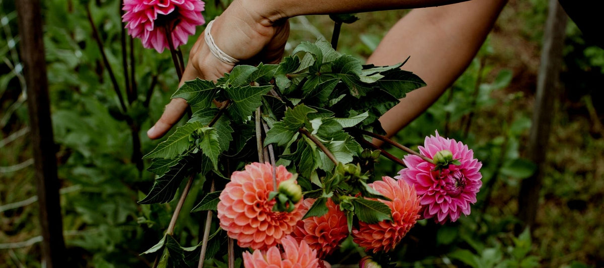 Cross Street Flower Farm | Sustainably Grown Cut Flowers