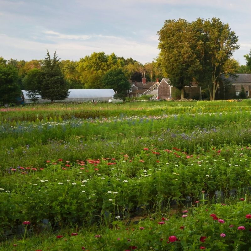 Contact Us | Cross Street Flower Farm