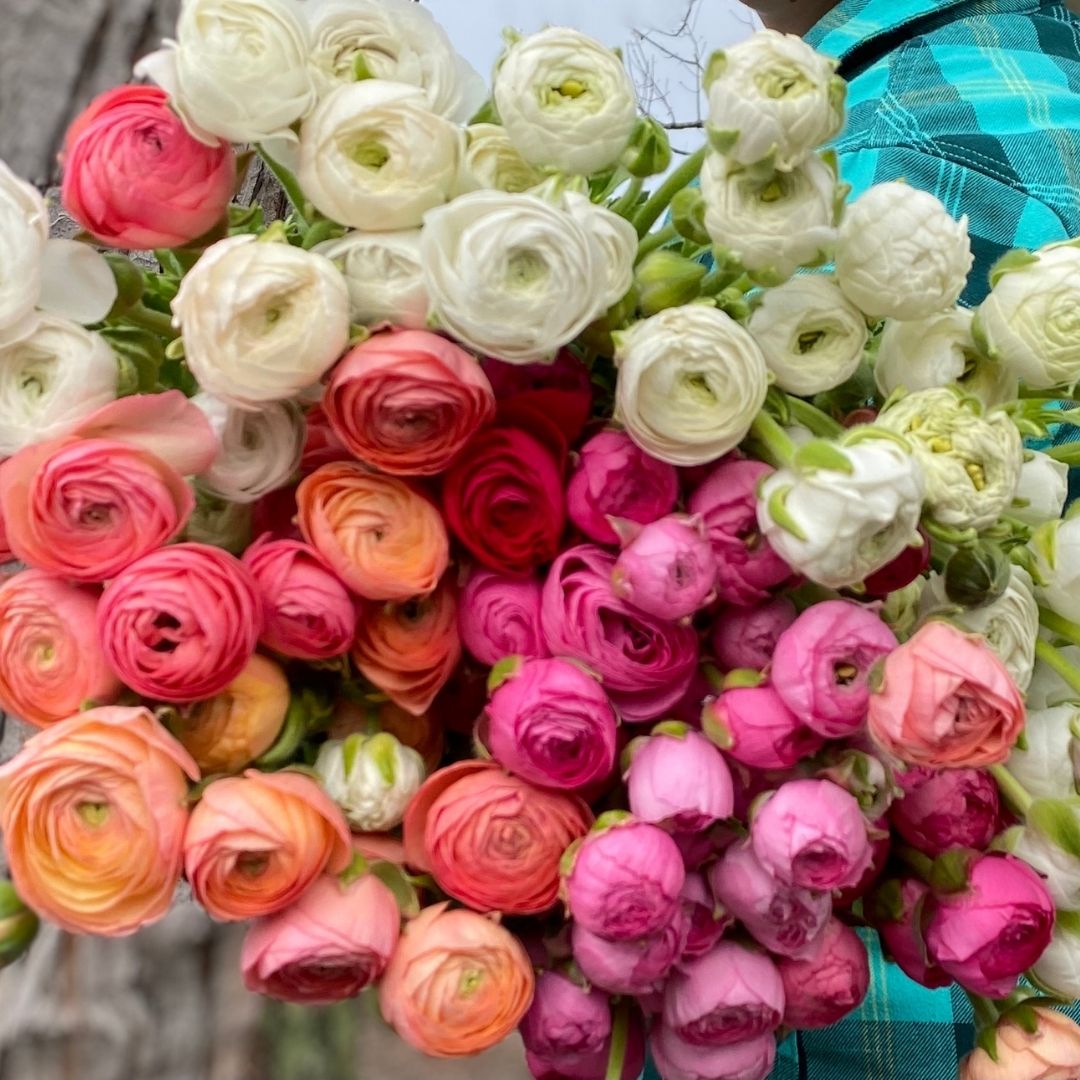 Cross Street Flower Farm | Sustainably Grown Cut Flowers