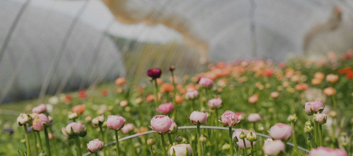 Stories From Our Fields | Cross Street Flower Farm