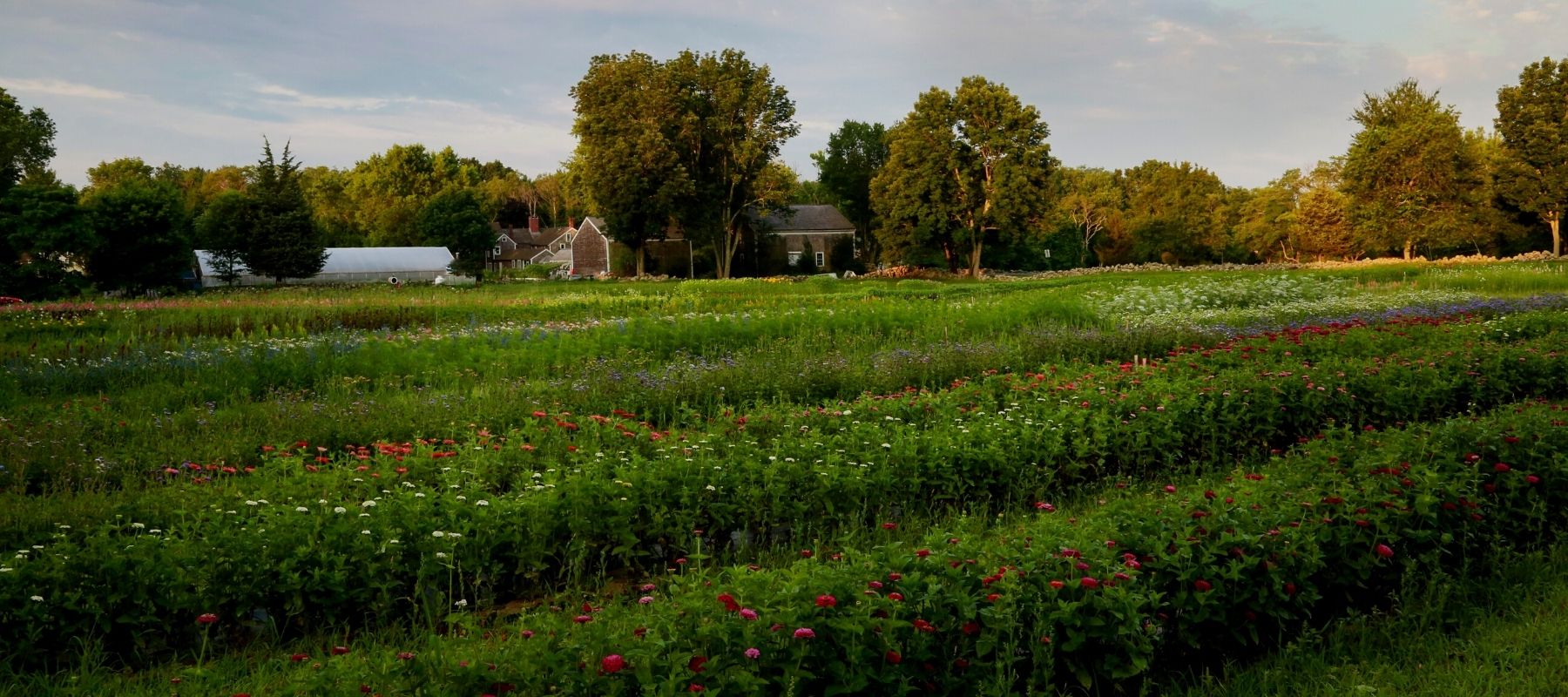 Opening Hours – Cross Street Flower Farm