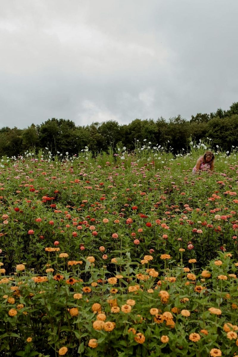 About Our Farm | Cross Street Flower Farm