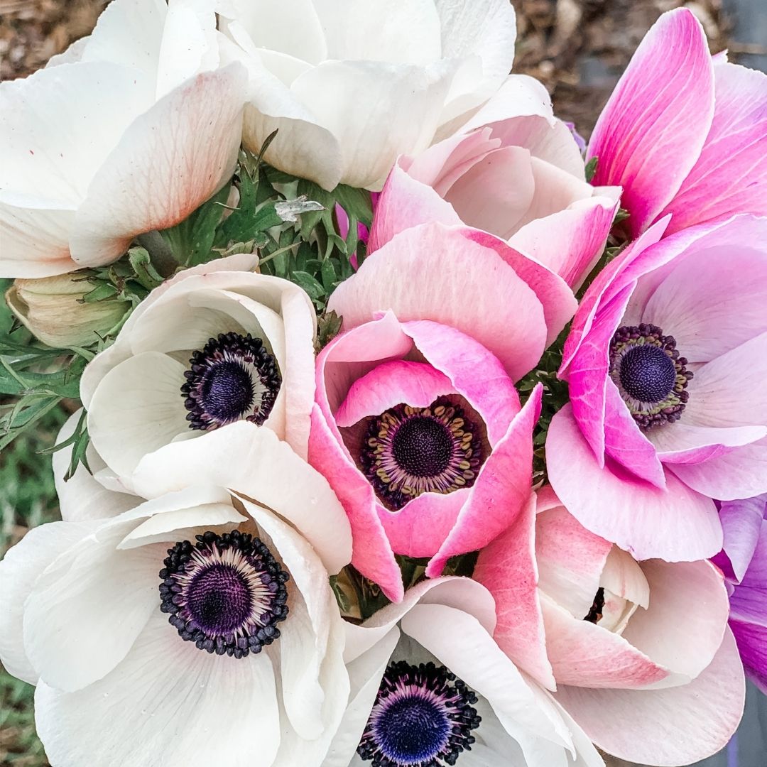 Pink Anemone Flowers Bouquet