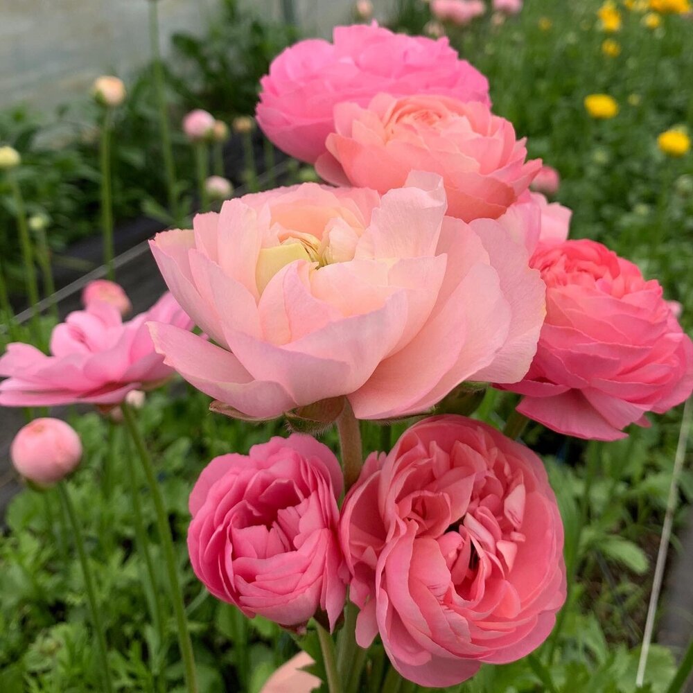 Pink Ranunculus