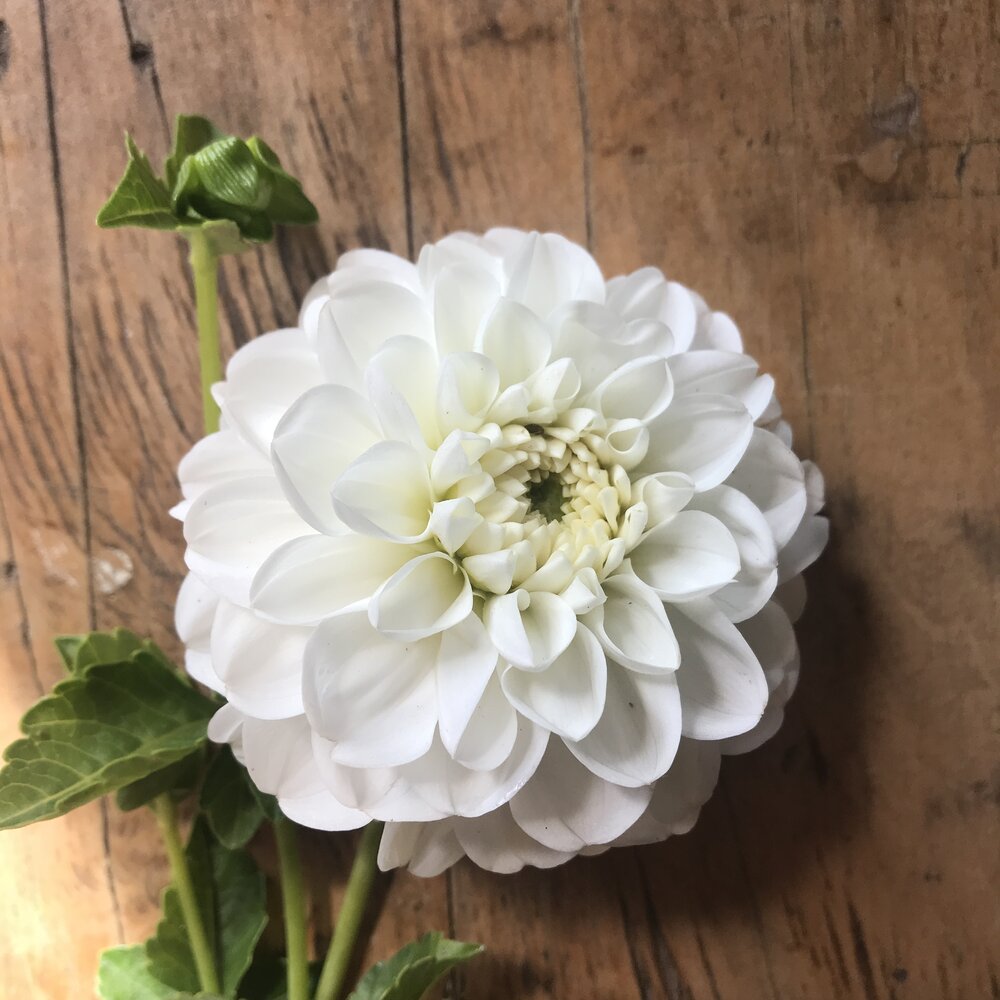 Dahlia Root
