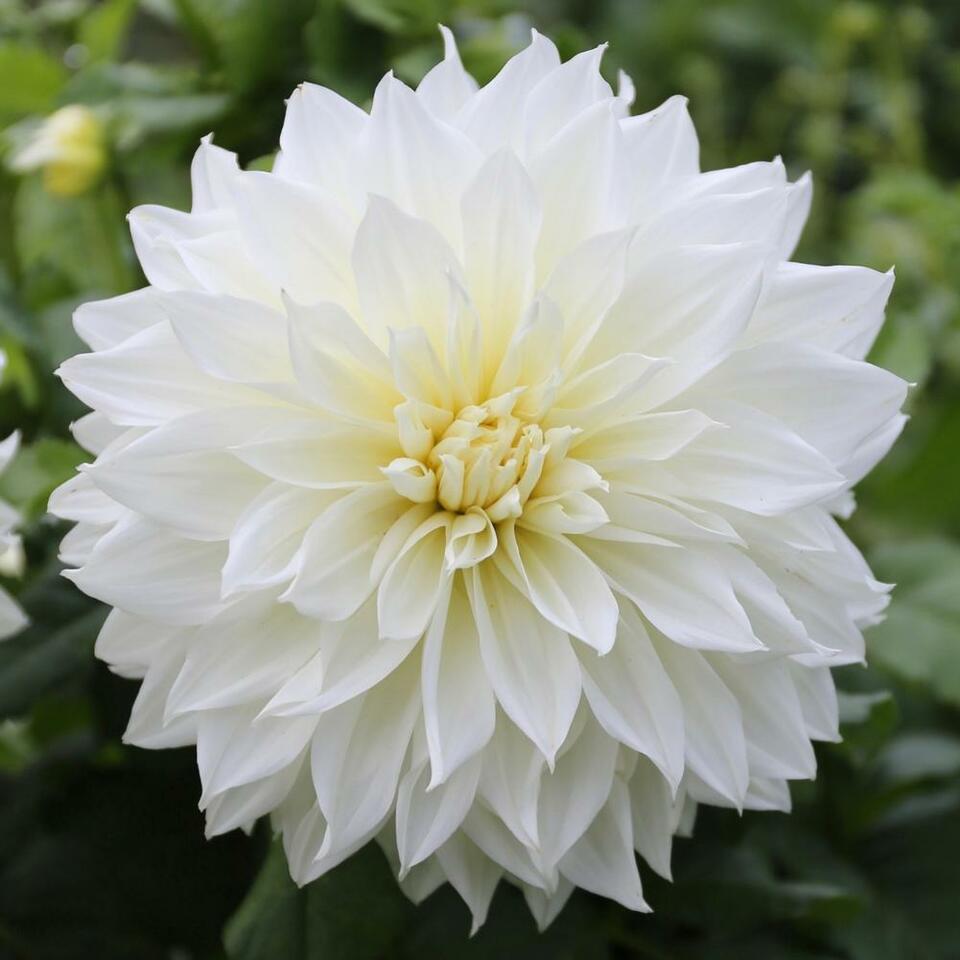 White Dahlia Plant