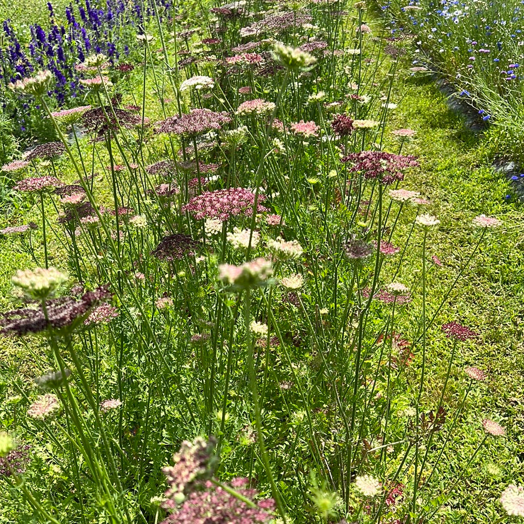 Chocolate Lace Flower Plant | Best Flower Site